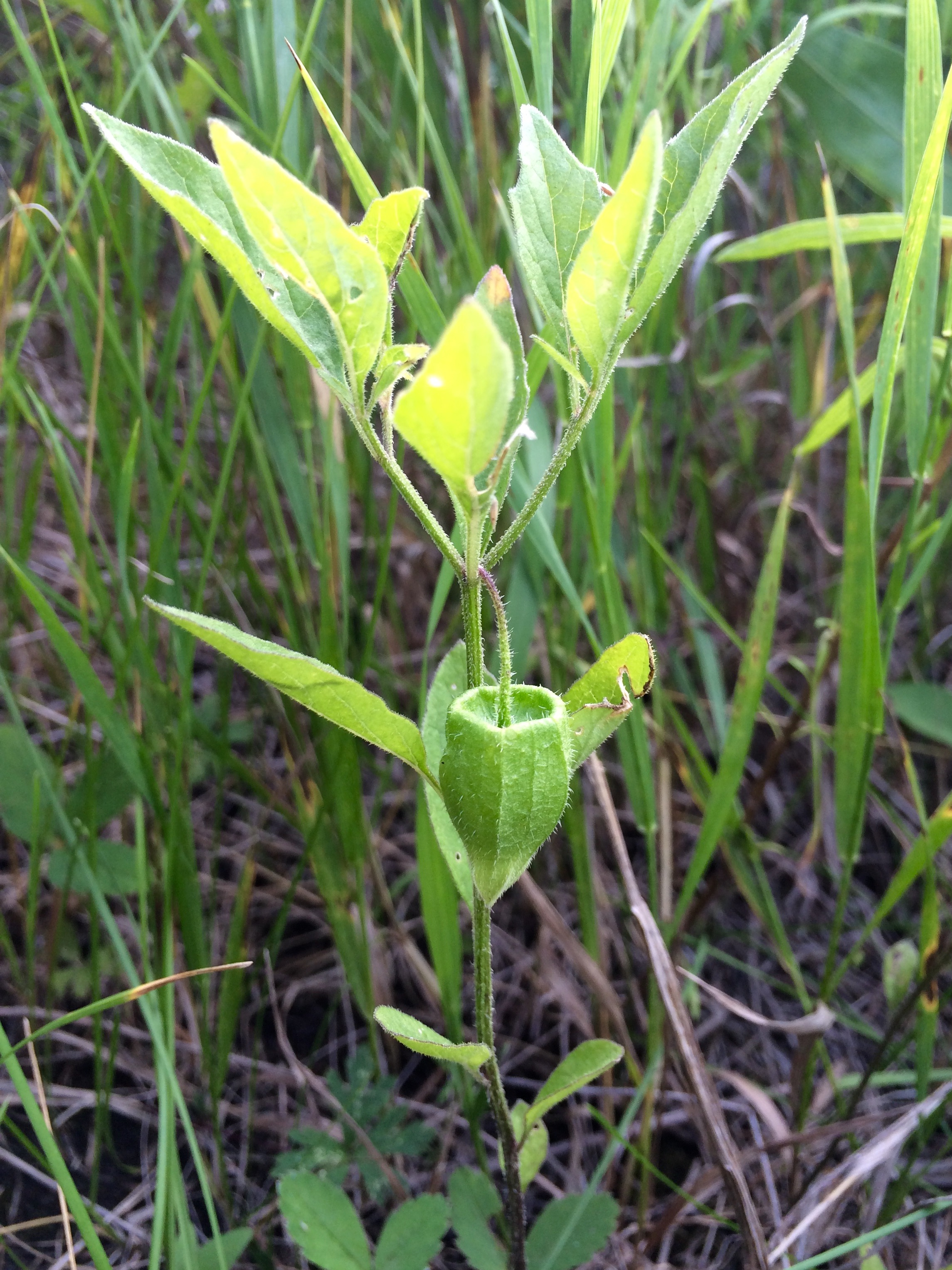 Ground Cherry The Echinacea Project