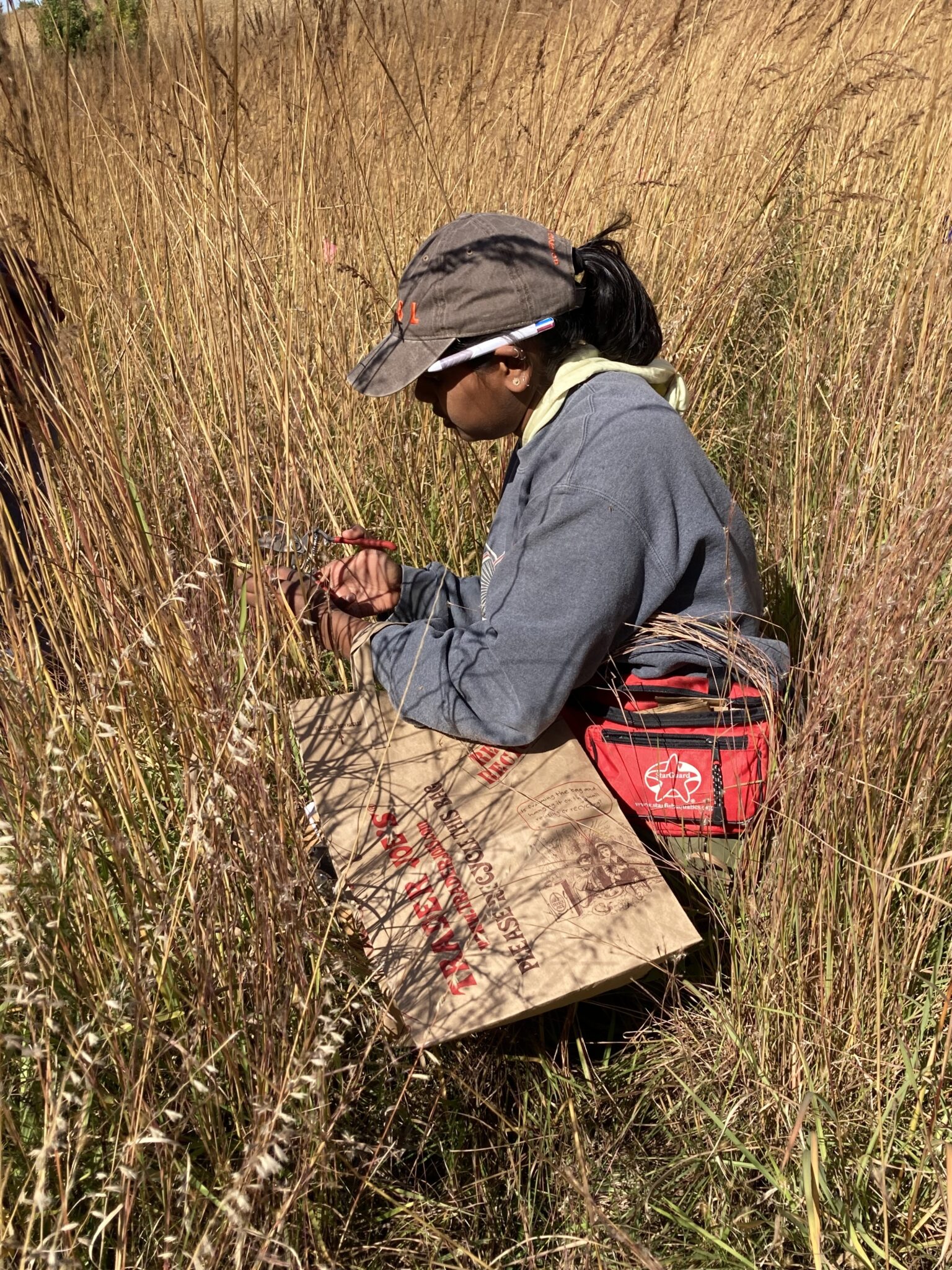 Common garden experiment « The Echinacea Project