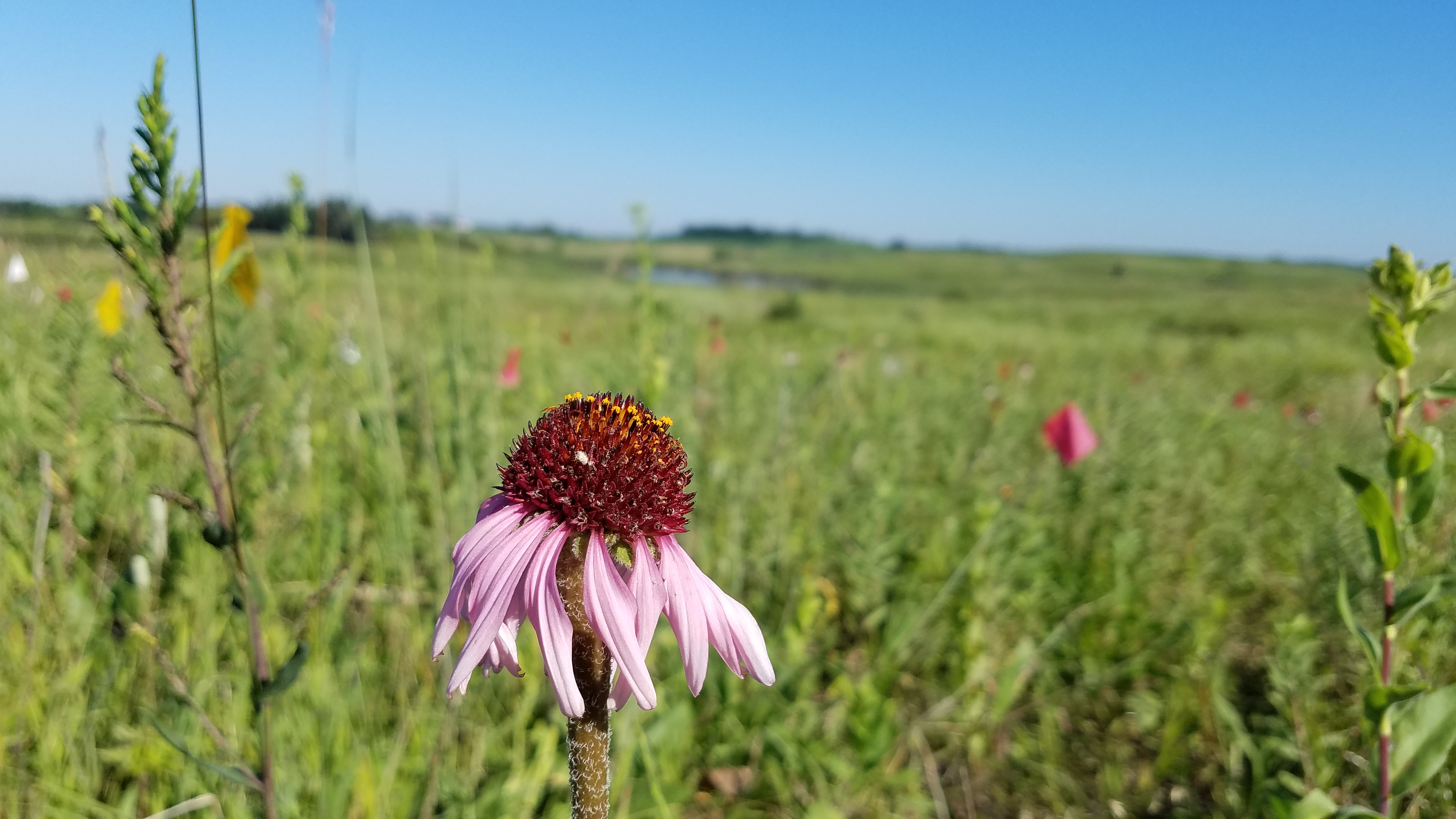 Prescribed fires help prairie plants flower, find mates, reproduce, and ...