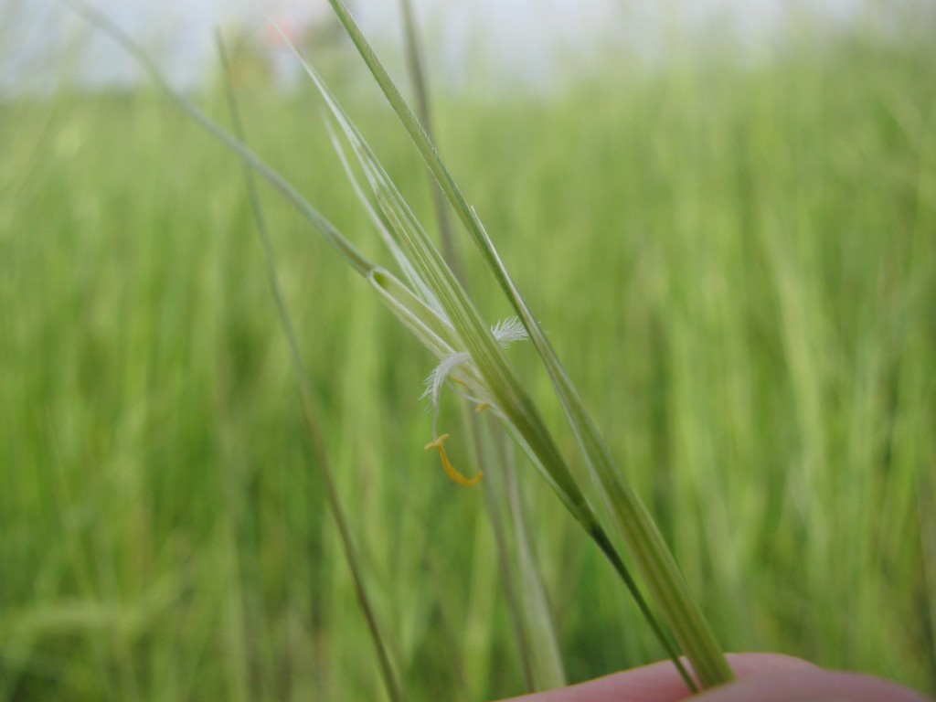 Hesperostipa spartea « The Echinacea Project