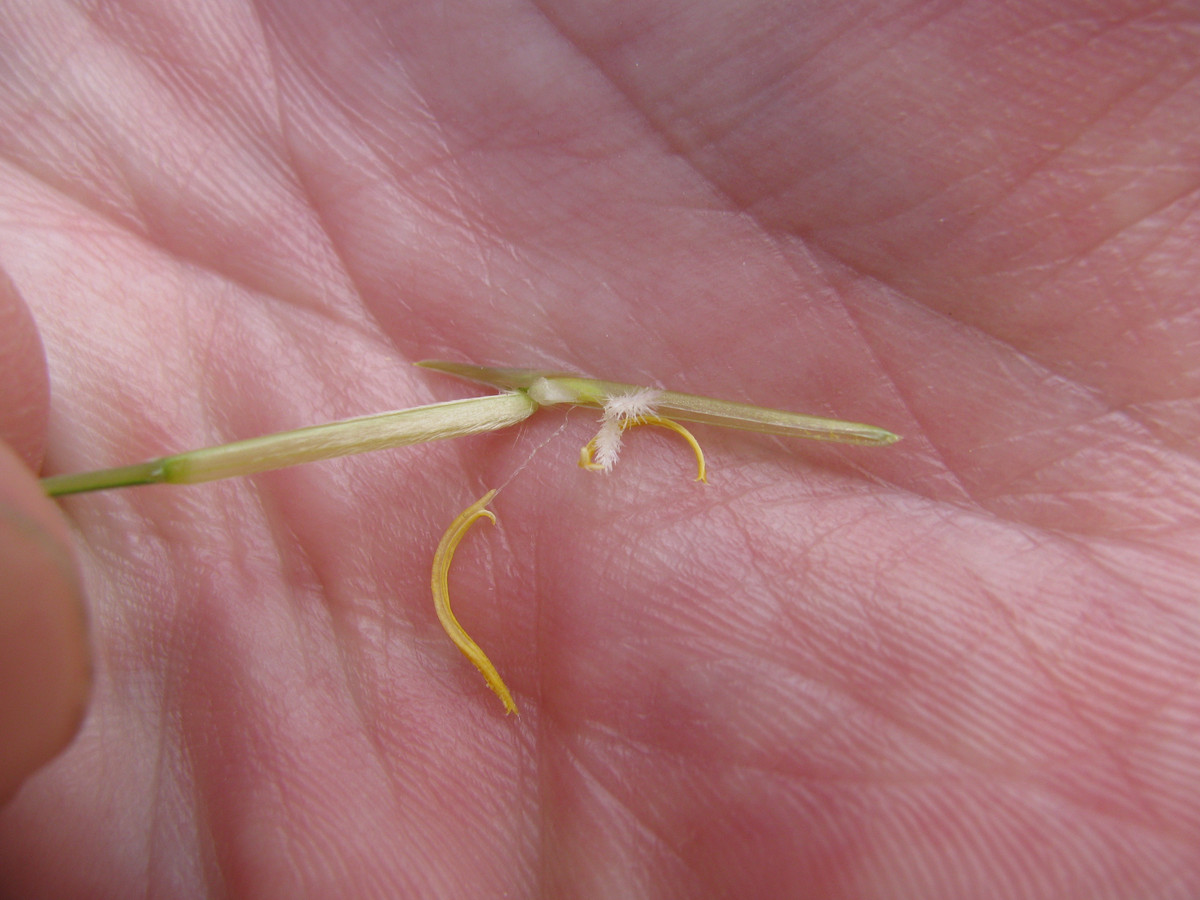 Hesperostipa spartea « The Echinacea Project