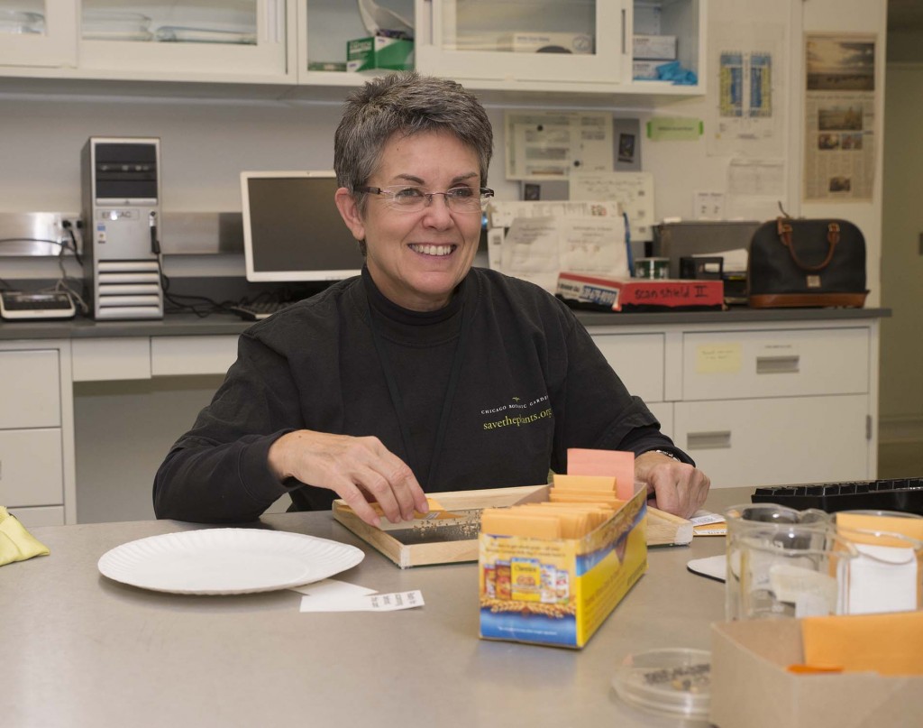 Citizen scientist profile: Anne « The Echinacea Project