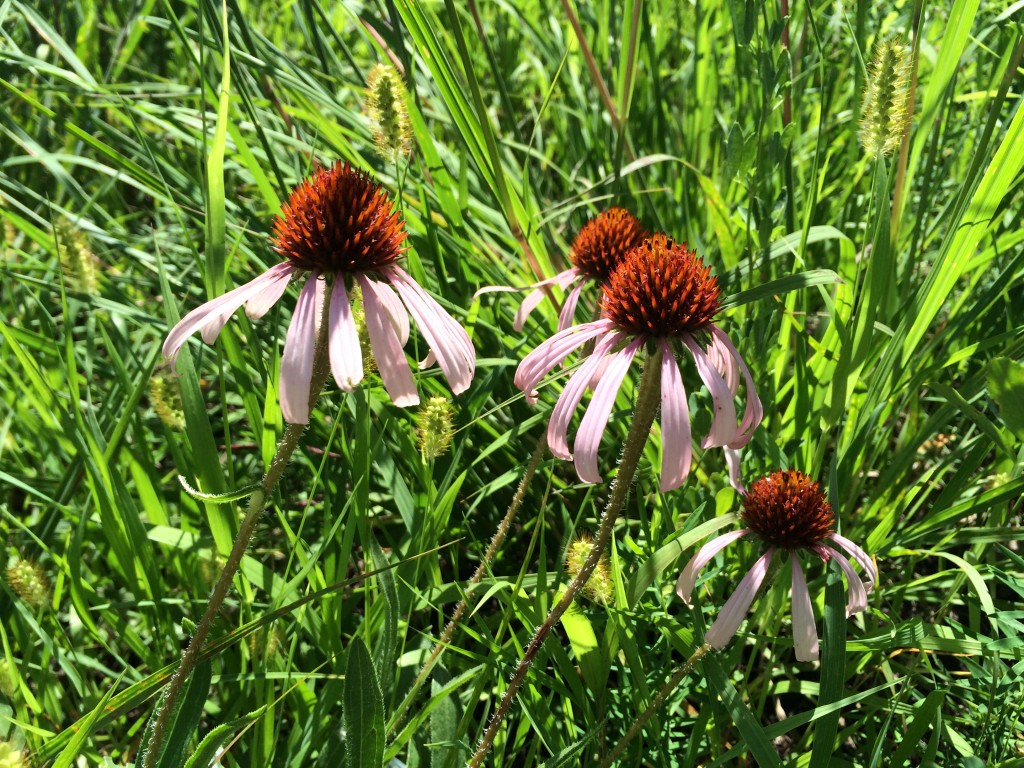 Inbreeding experiment–INB2 « The Echinacea Project