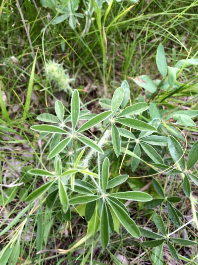 Prairie Turnip « The Echinacea Project