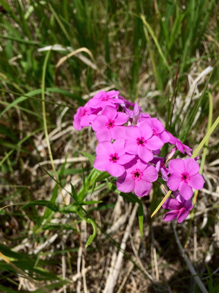 Prairie Phlox « The Echinacea Project