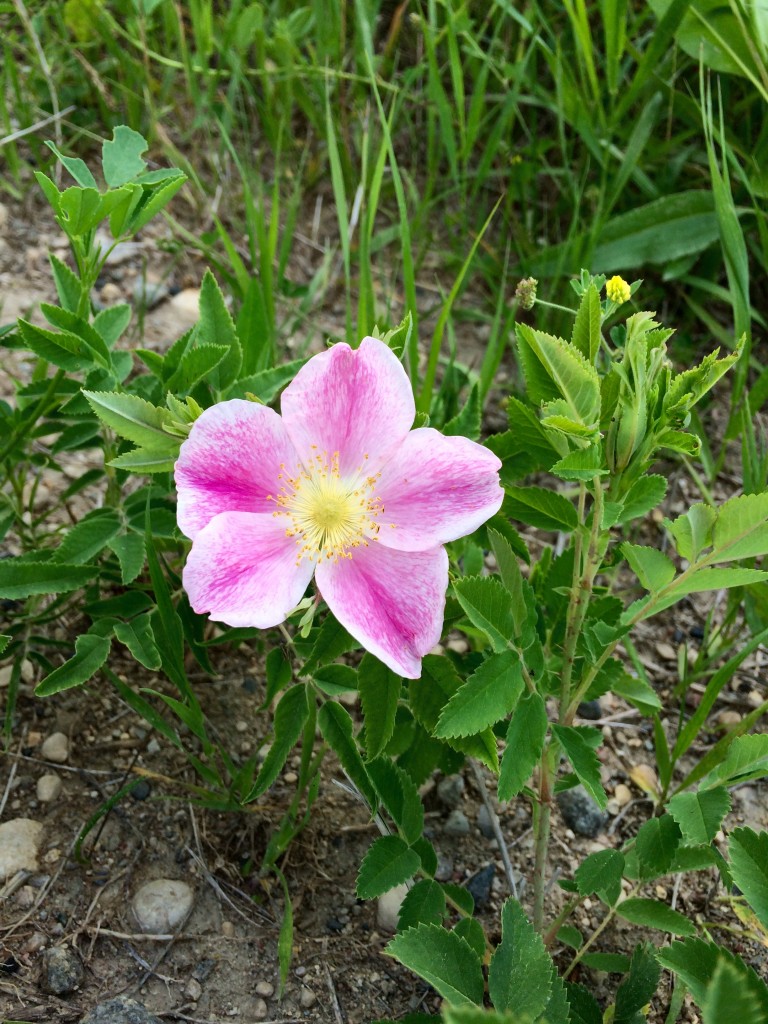 Prairie Rose « The Echinacea Project