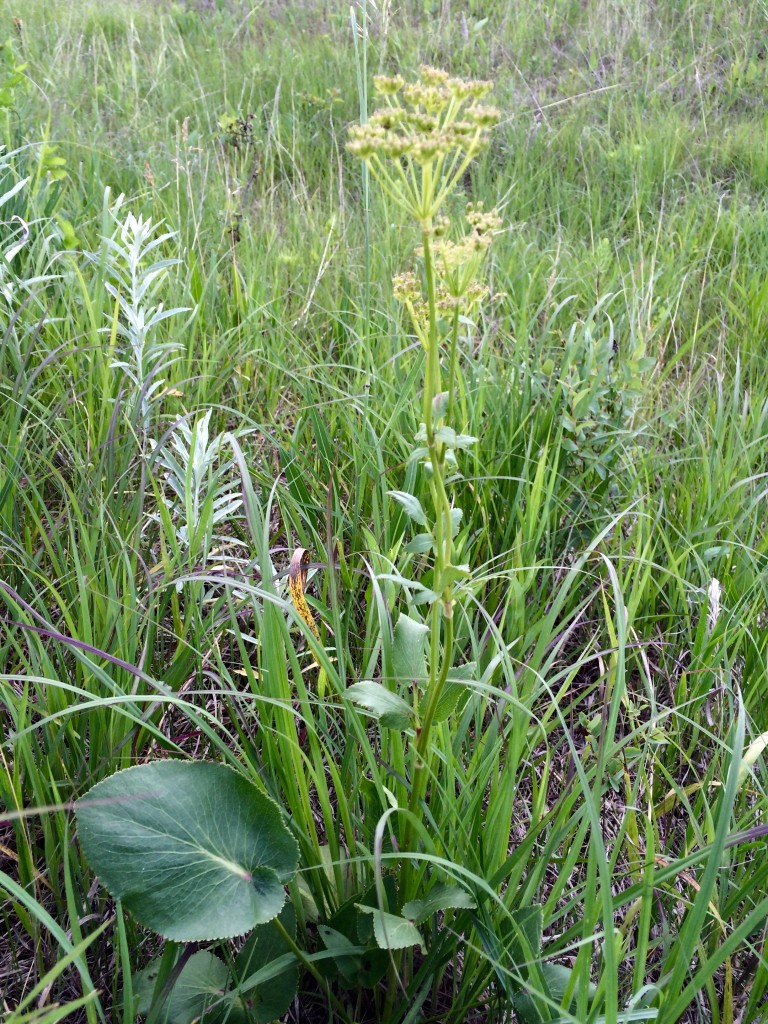 Heartleaf Golden Alexanders « The Echinacea Project