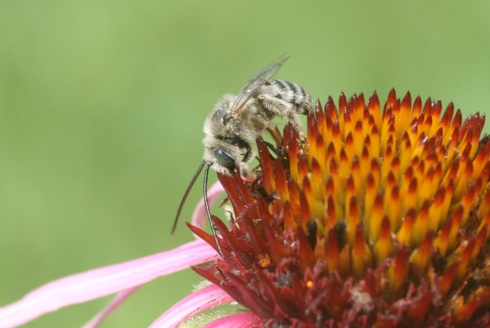 Bees « The Echinacea Project