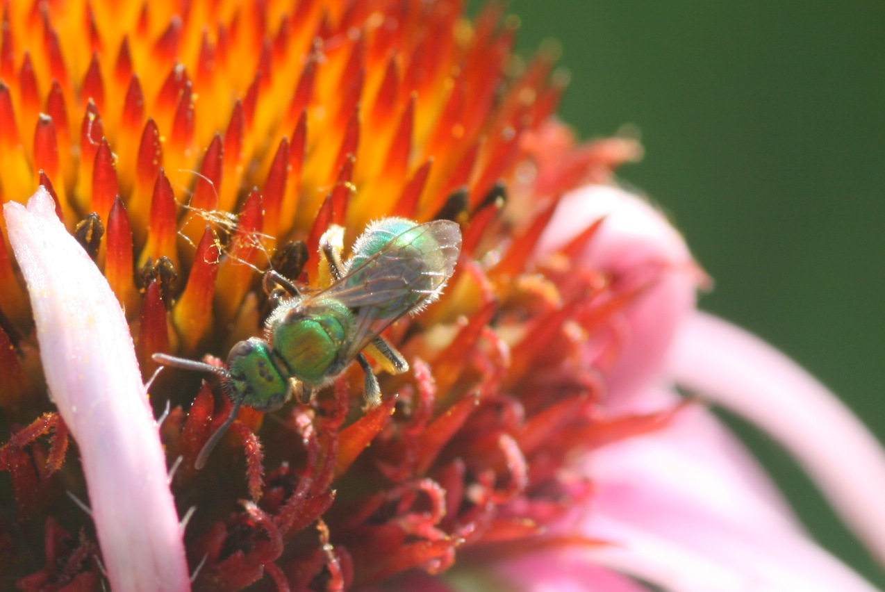 Halictidae « The Echinacea Project
