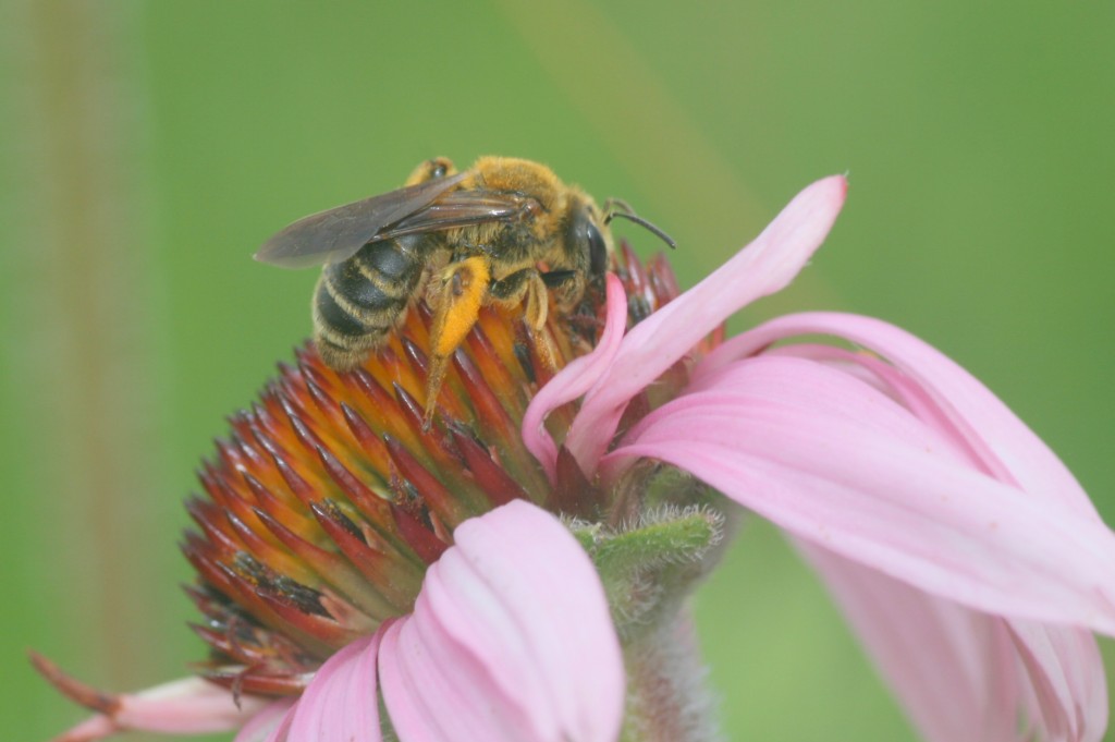 Bees « The Echinacea Project
