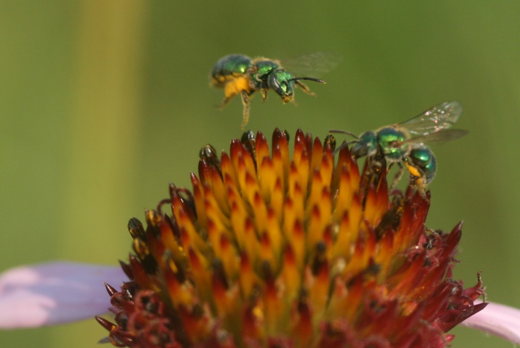 Augochlorella « The Echinacea Project