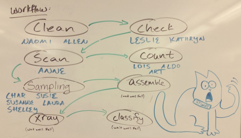 ACE Workflow: An Introduction « The Echinacea Project
