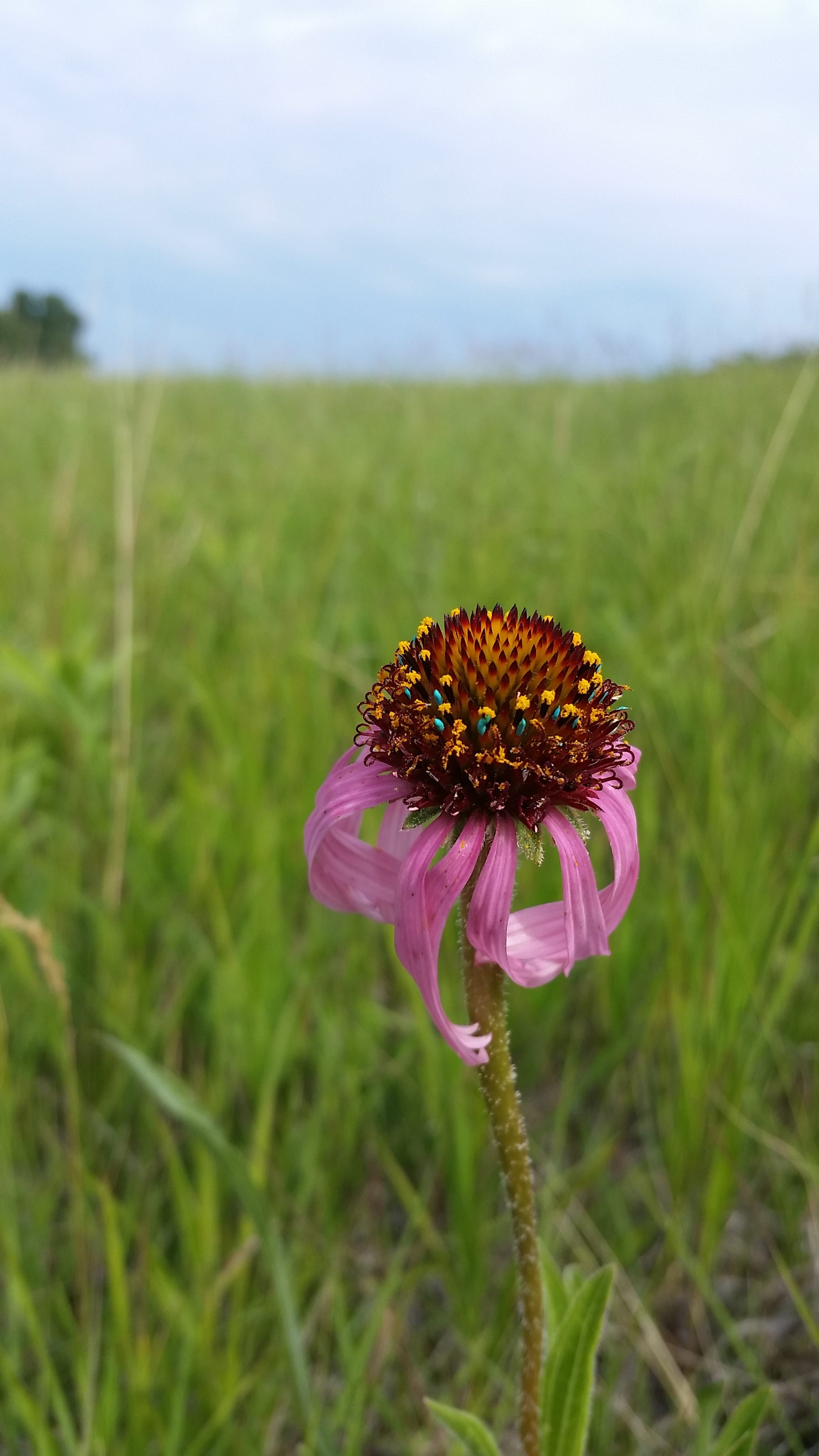 Pollination and Measuring « The Echinacea Project