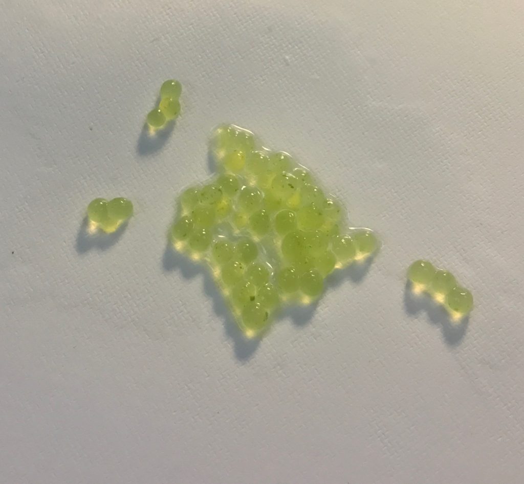 Planting Science/Digging Deeper in Colorado Springs « The Echinacea Project