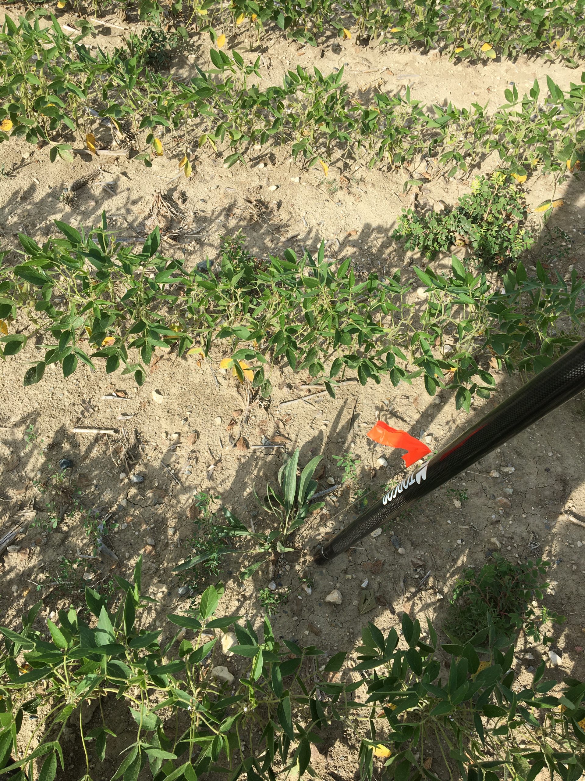 Sappy (demo crew appreciation) post and Grass Corner « The Echinacea ...