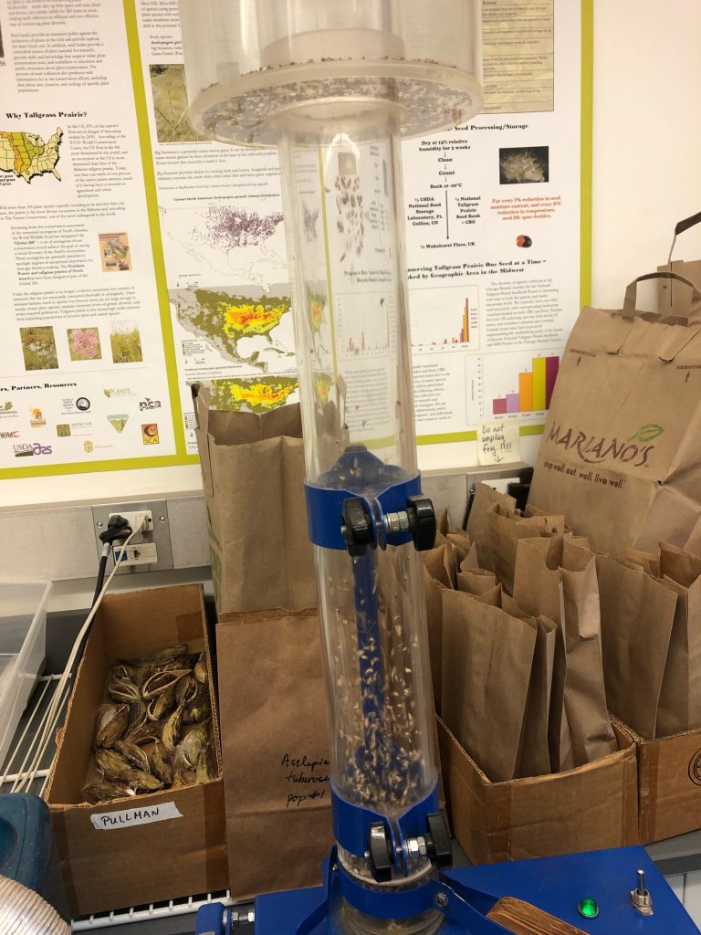 Seed Addition Experiment: Achene Selection Process « The Echinacea Project