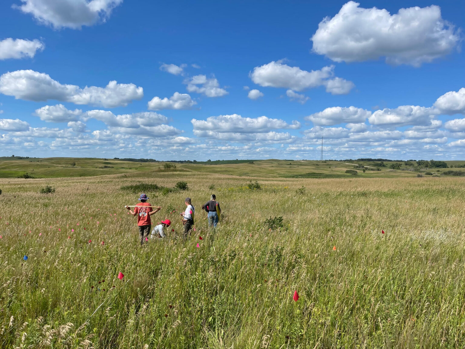 Common garden experiment « The Echinacea Project