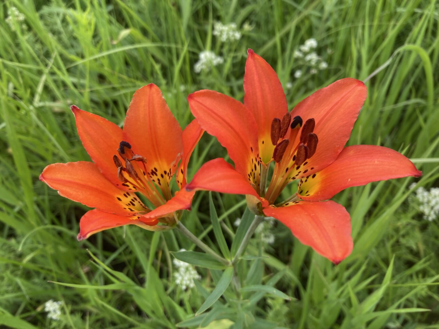 2022 Update: Lilium fire and flowering « The Echinacea Project