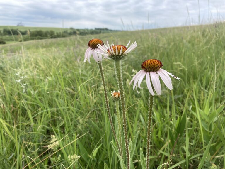 2022 Update: Flowering phenology in remnants « The Echinacea Project