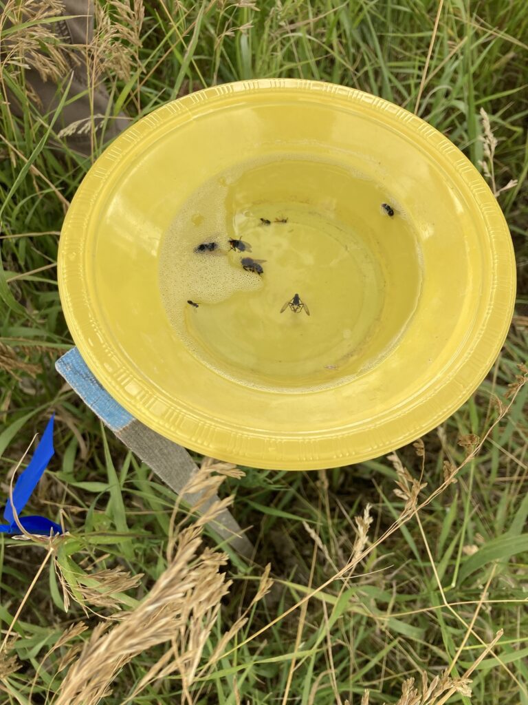 2022 Update: Pollinators on roadsides « The Echinacea Project