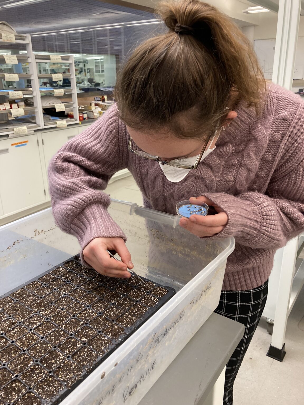 Seed germination experiment « The Echinacea Project