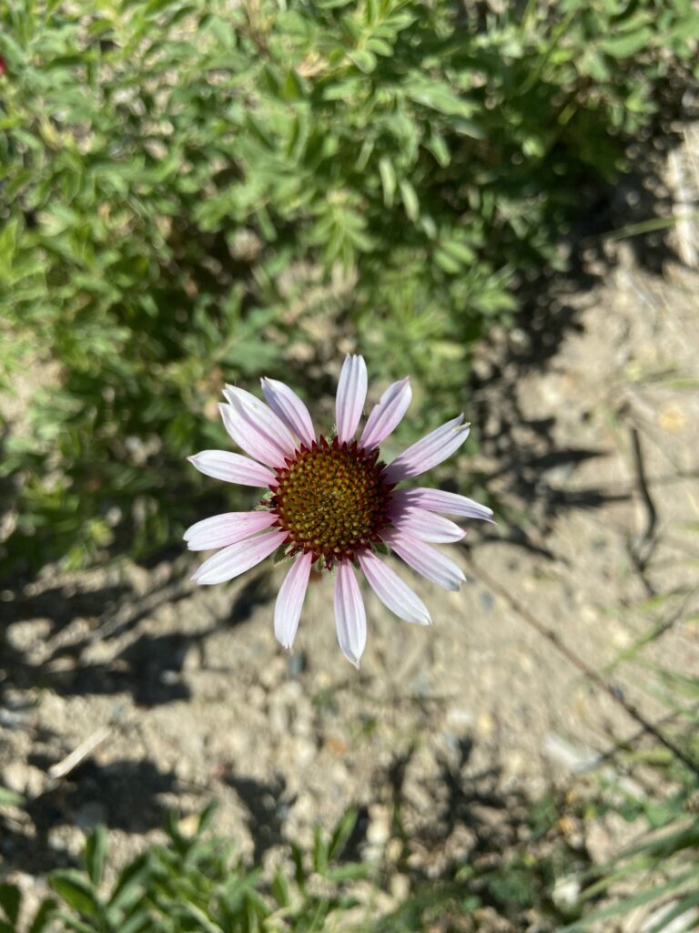 florets and the Fibonacci series « The Echinacea Project